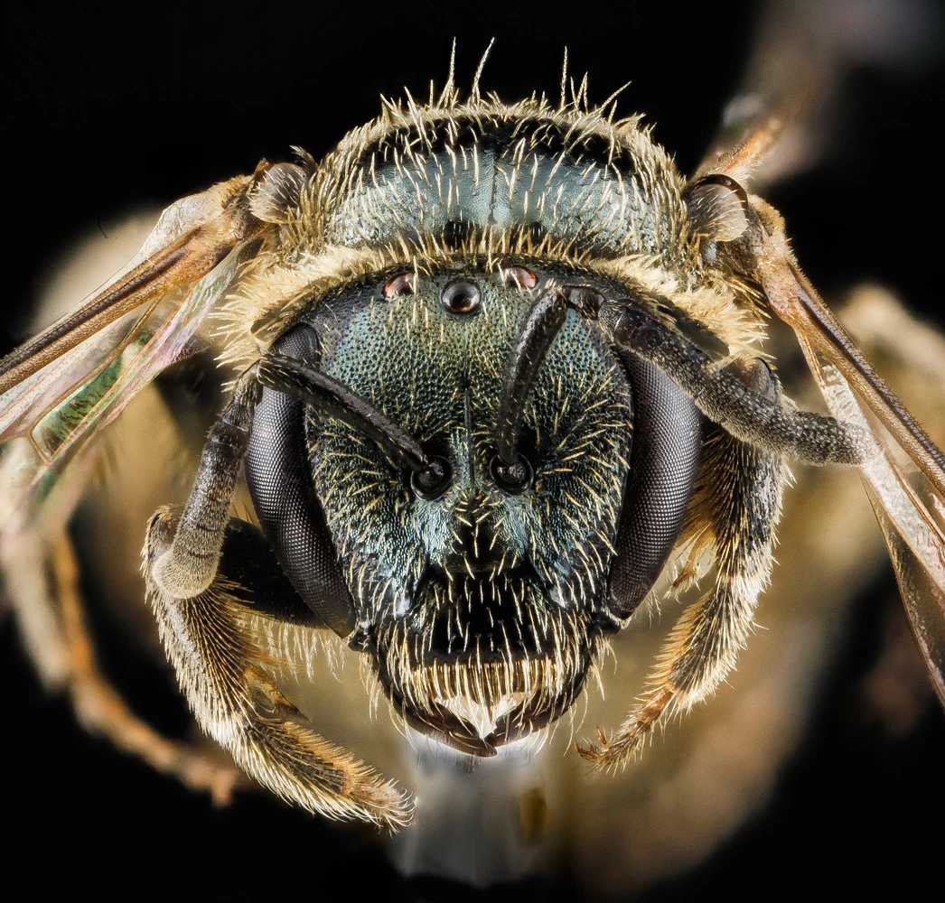 These Gorgeous Photos Get You Up And Close And Personal With Bees ...