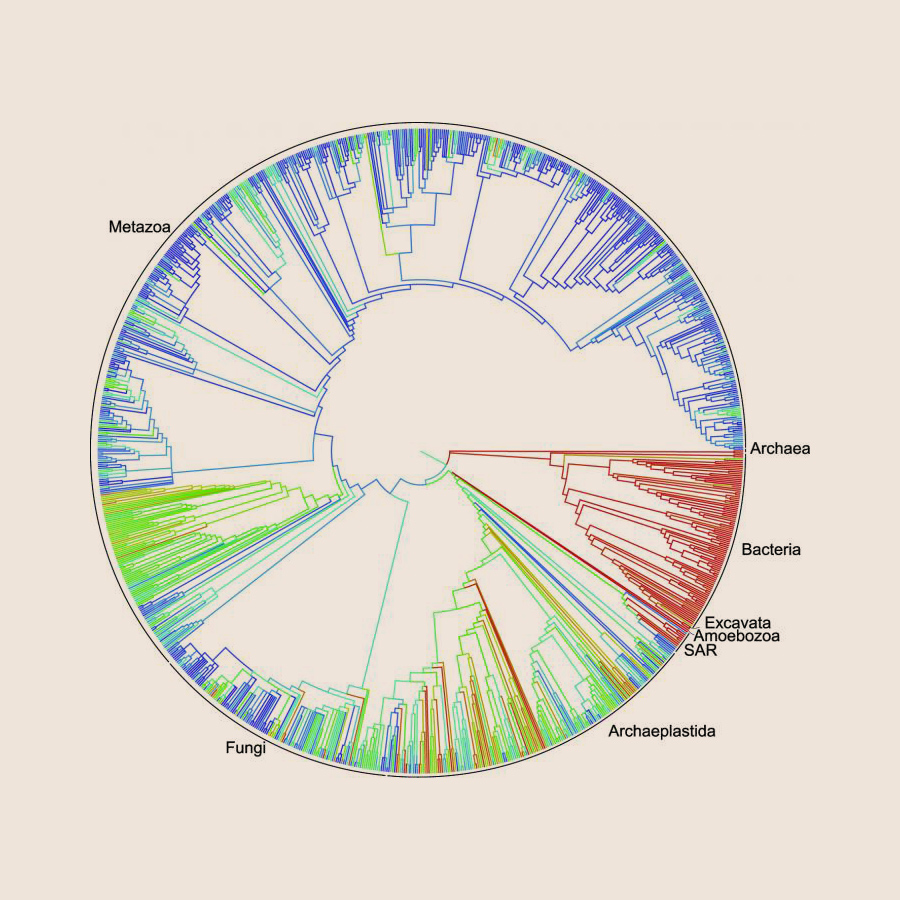 Scientists Draft The Most Comprehensive Tree Of Life To Date - Fast Company
