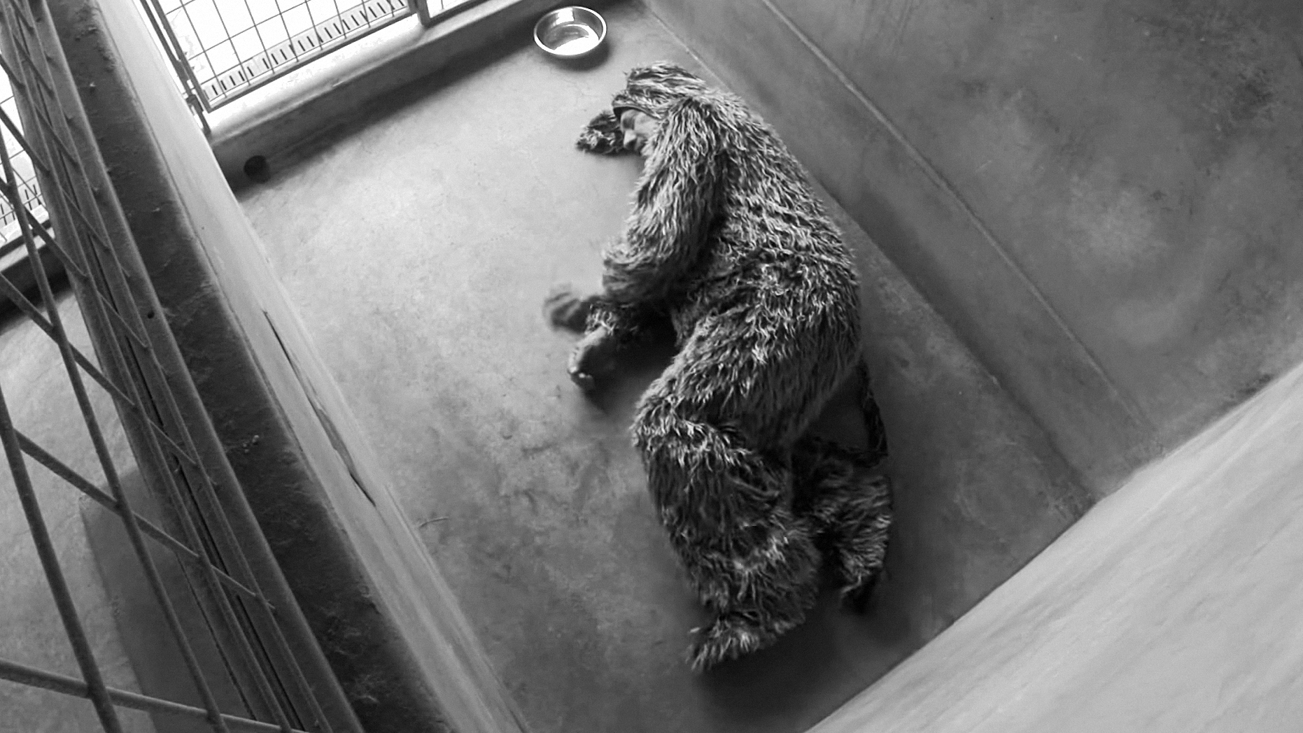 Danny Trejo Is A Stray Dog In The Weirdest Animal Welfare PSA You'll ...