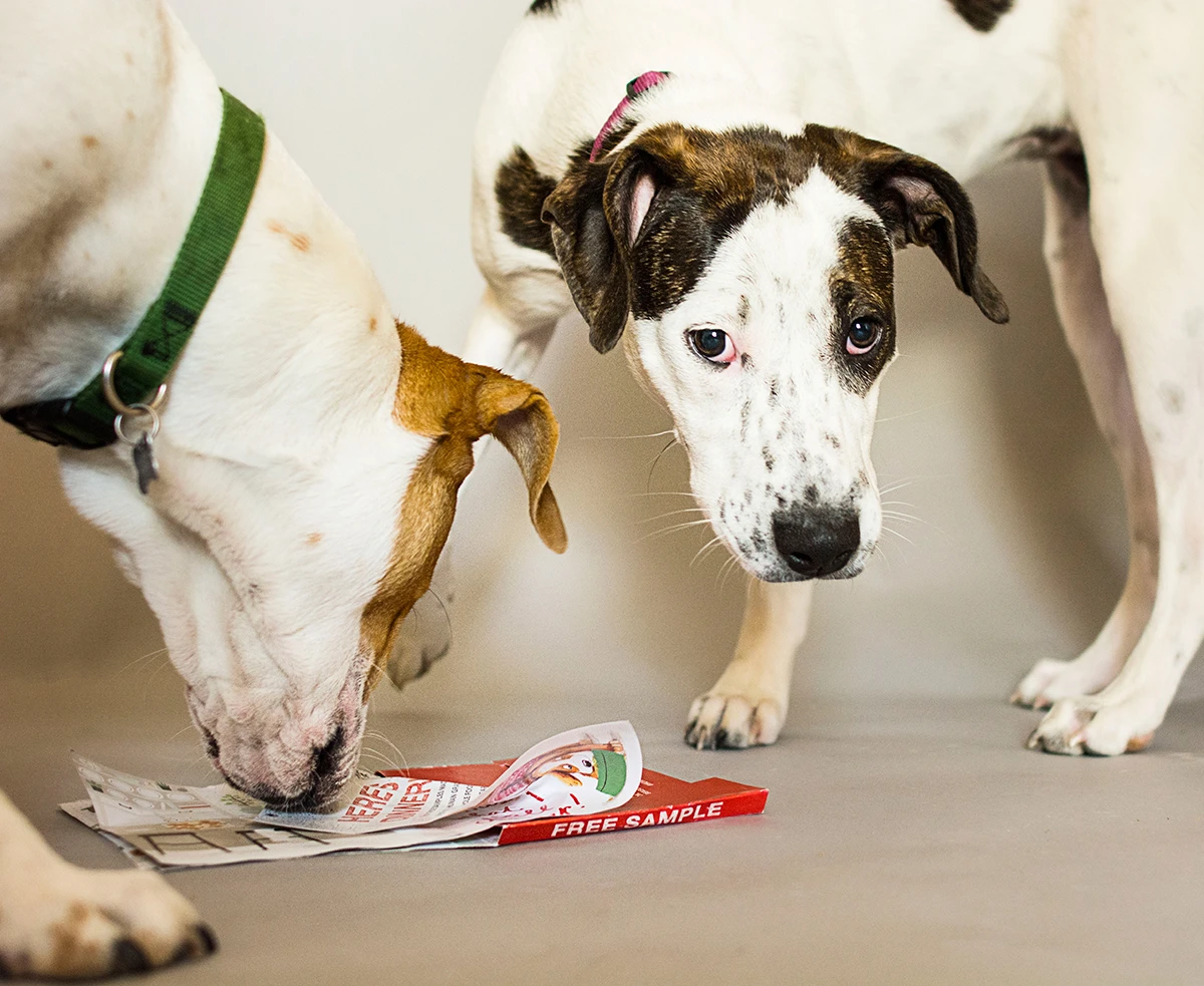 It's A Canine Christmas With The Honest Kitchen's Scratch And Sniff ...