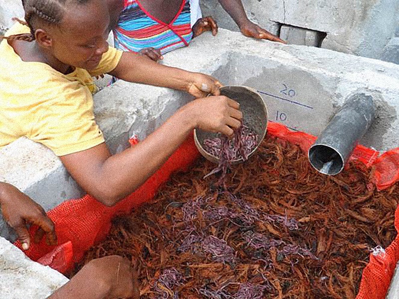 This Toilet Works By Using Poop-Eating Worms (Happy World Toilet Day ...