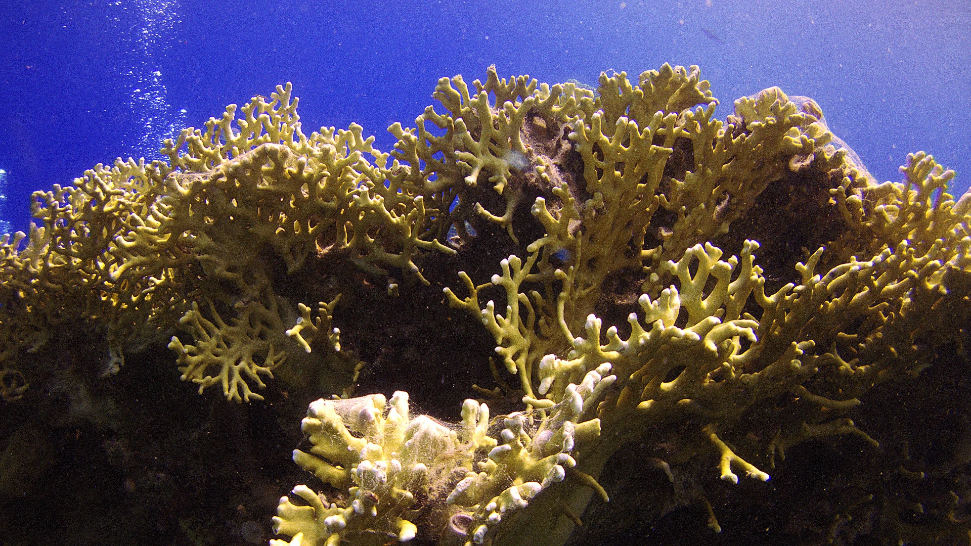 To Help Coral Survive Climate Change, Scientists Try Speeding Up ...