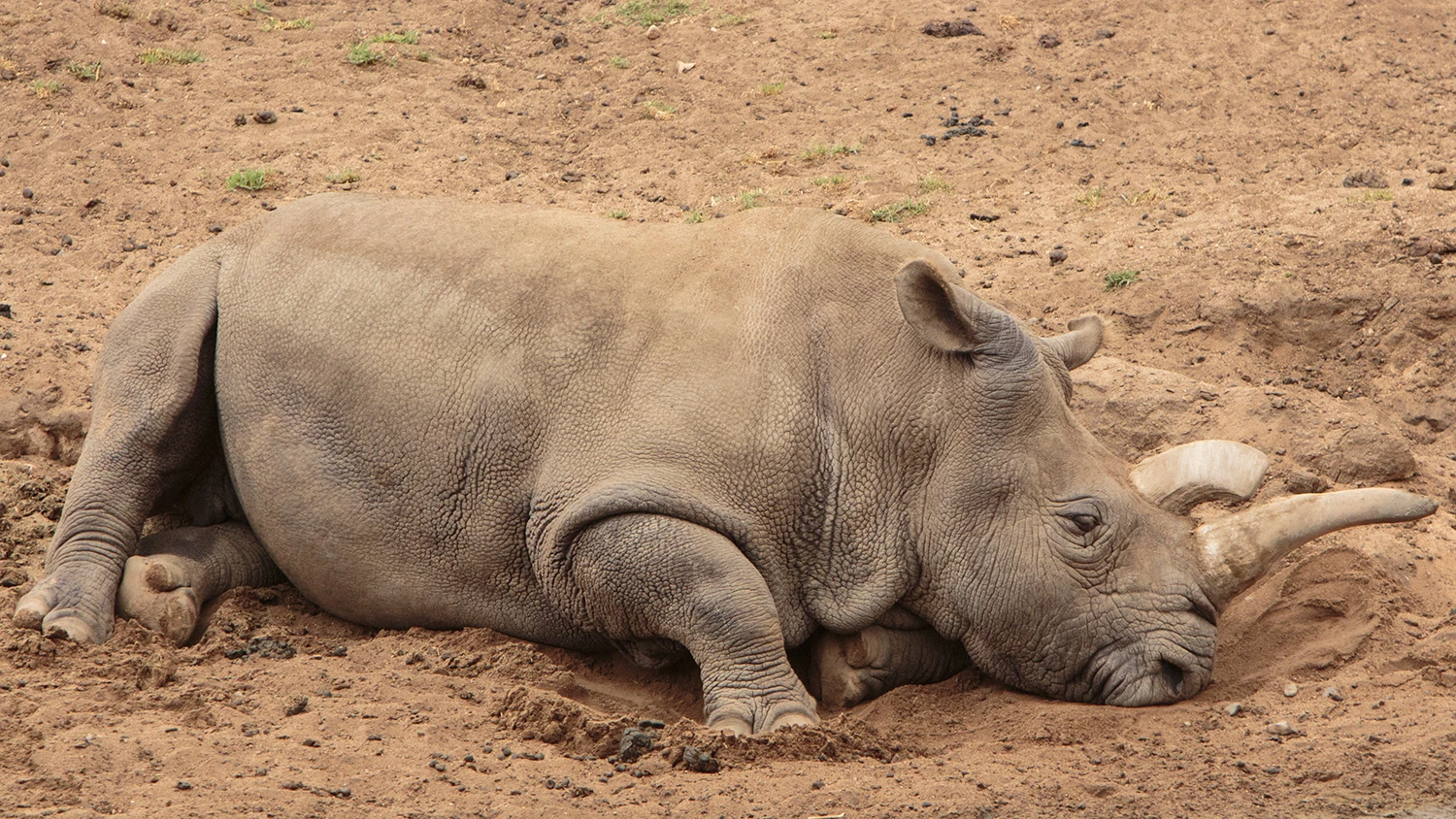 These Are The Most Viral Animals Of 2015 - Fast Company