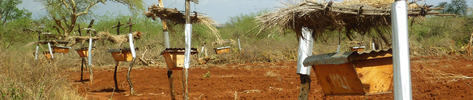 How To Reduce Elephant-Human Conflict In Africa? Build A Beehive Fence ...
