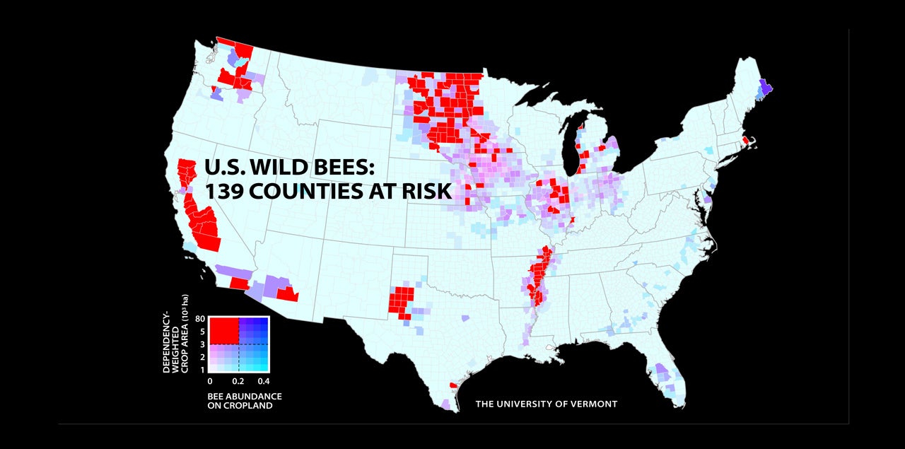 The Other Bee Die-Off: Why Wild And Native Bees Are Important Too ...