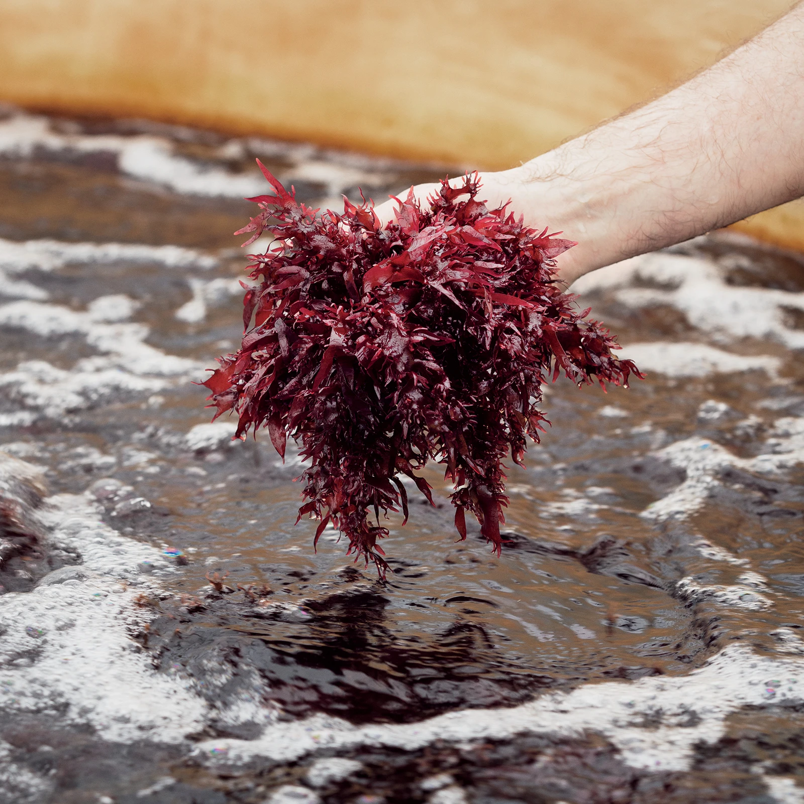 Move Over, Kale: Dulse Is The Superfood Of The Future - Fast Company