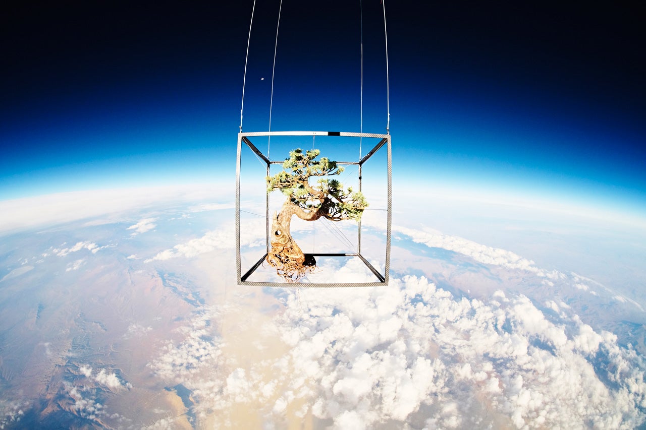 The Lush Art Of Azuma Makoto, Who Launched Flowers Into Space - Fast ...