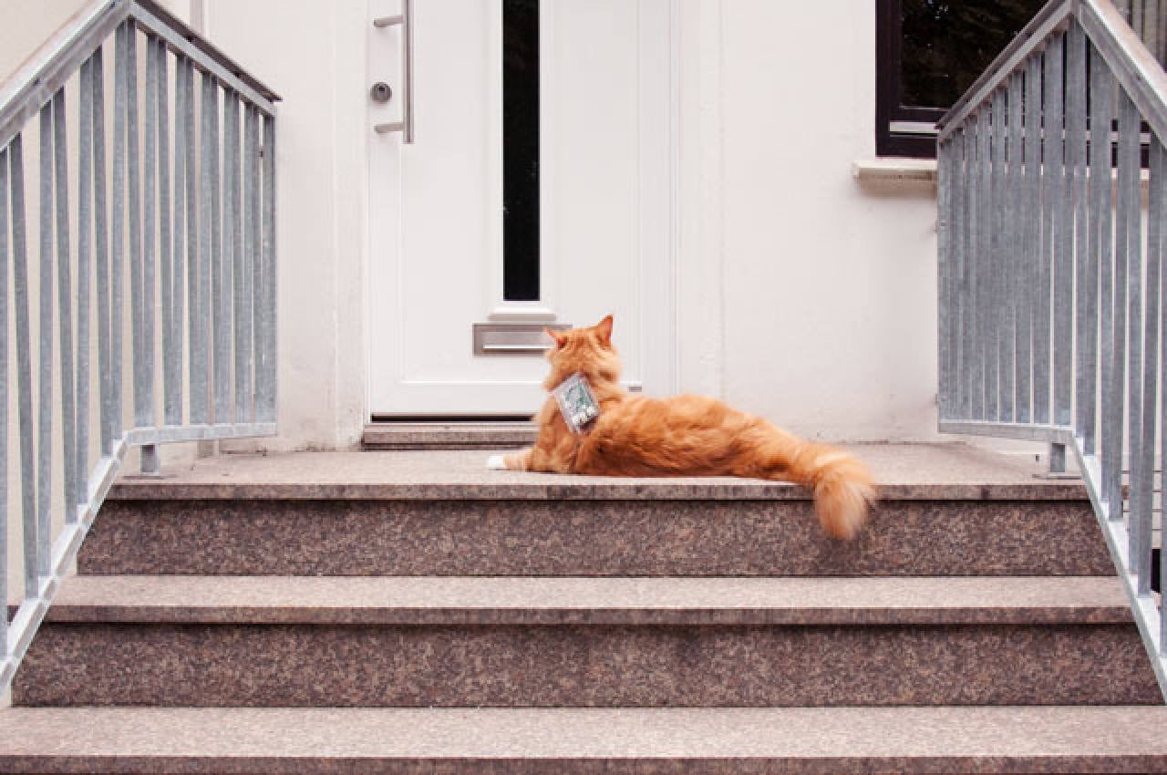 This Hacker Feline Is Creating The Internet Of Cats - Fast Company