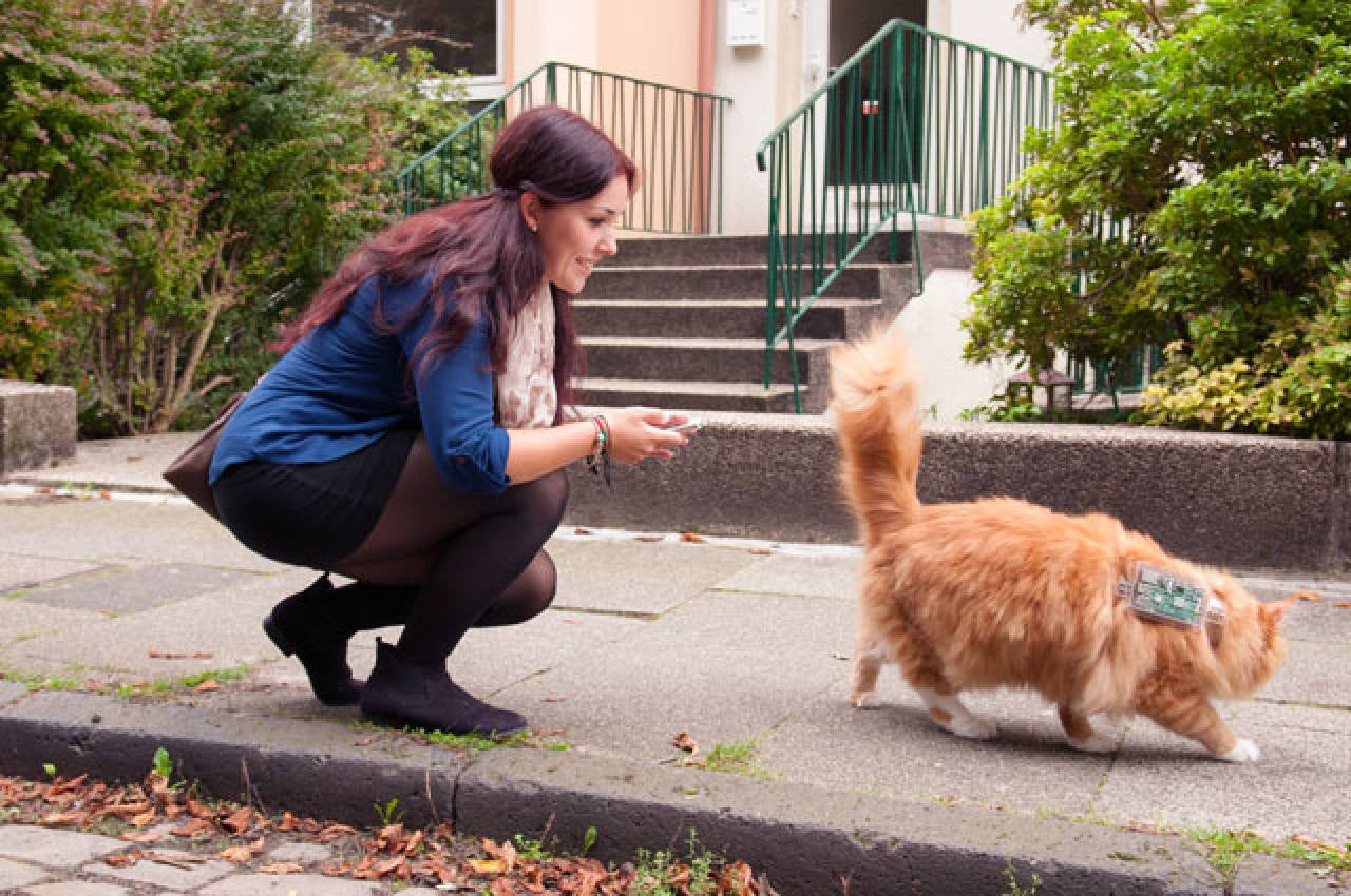 This Hacker Feline Is Creating The Internet Of Cats - Fast Company
