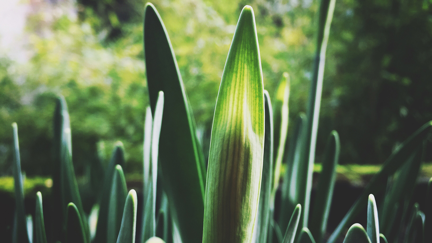 How To Plant An Urban Garden: A Step-By-Step Tutorial - Fast Company