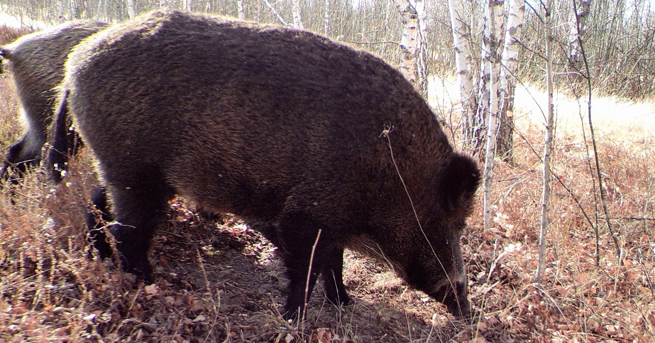 The Wildlife In Chernobyl Might Be Radioactive-But It Seems To Be ...