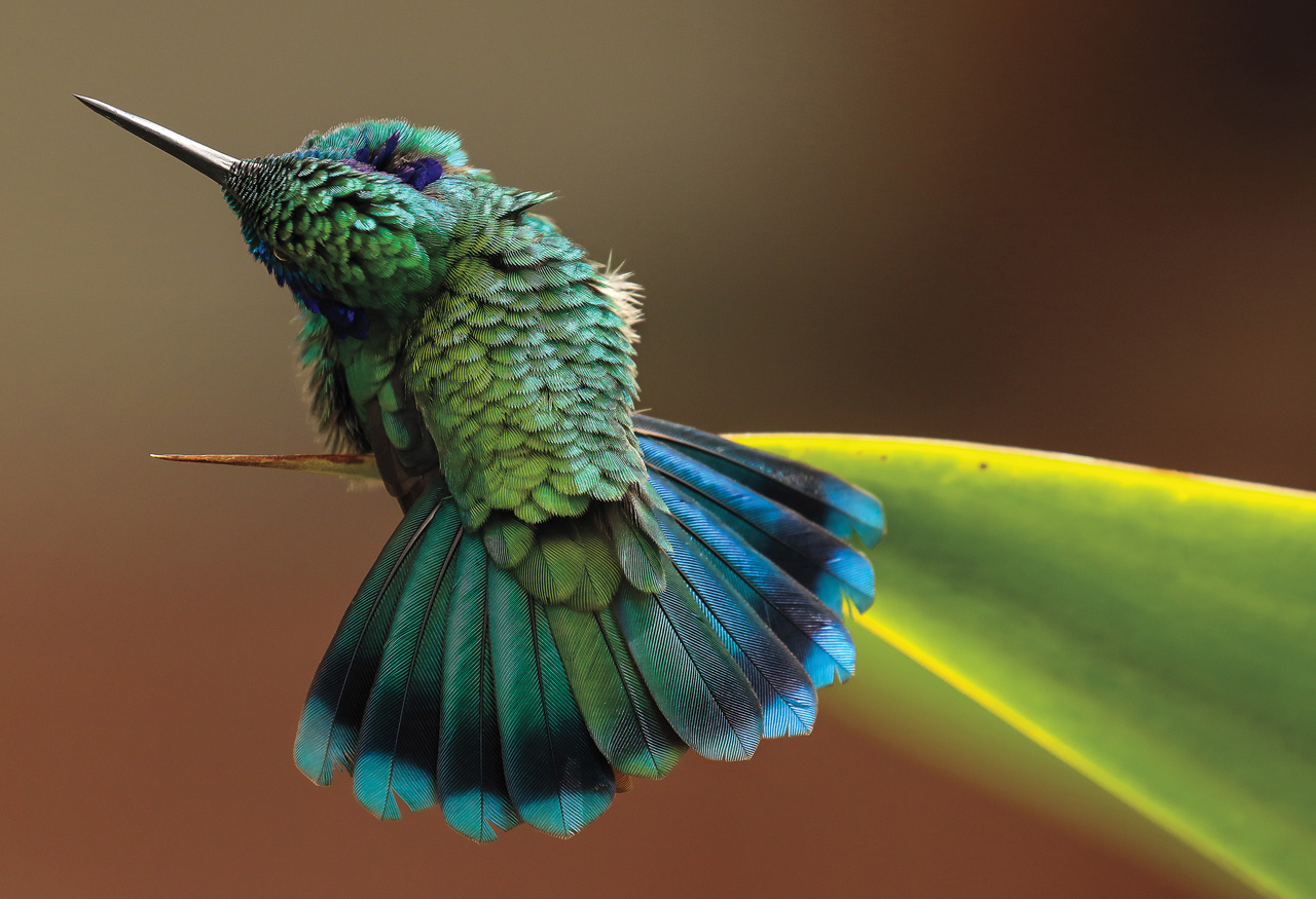 The Year's Most Beautiful (And Bizarre) Bird Photography - Fast Company
