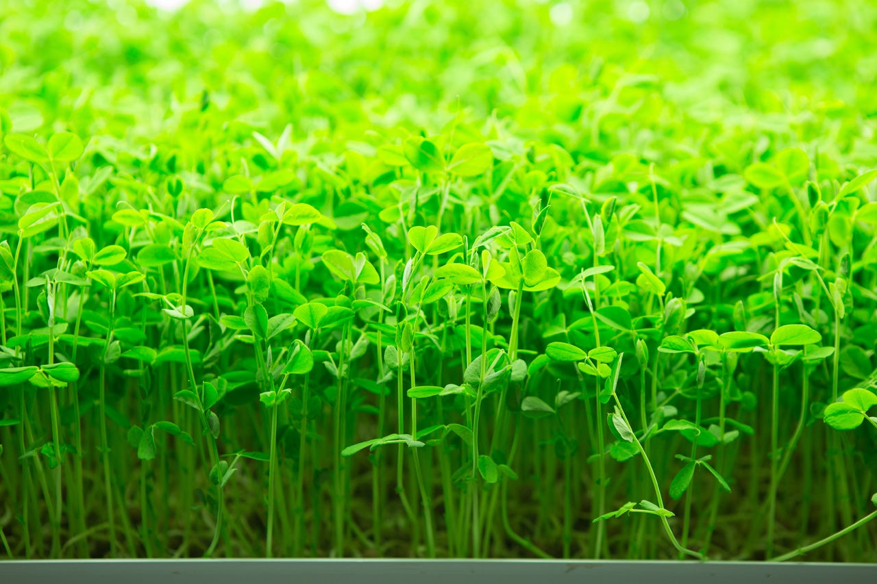 Why Chicago Is Becoming The Country’s Urban Farming Capital - Fast Company