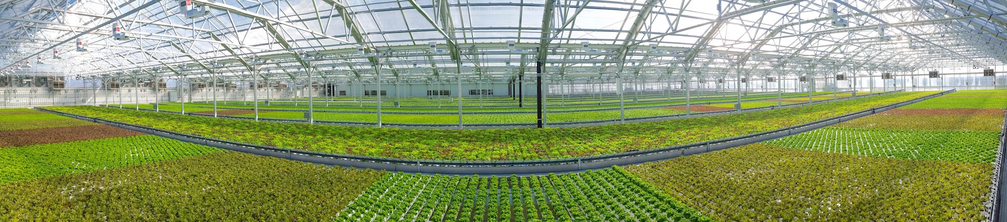 Why Chicago Is Becoming The Country’s Urban Farming Capital - Fast Company