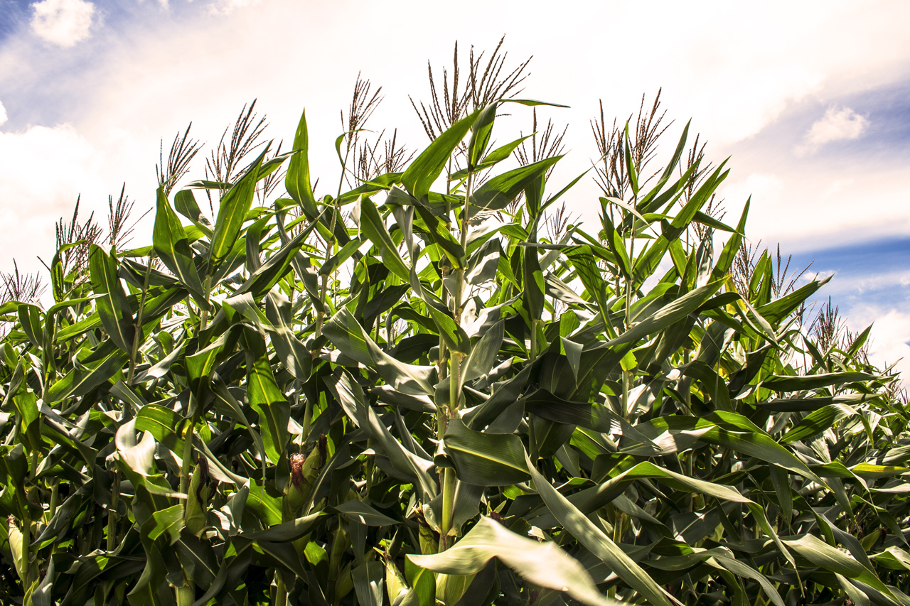 Genetically Engineered Crops Aren't Bad For Your Health, But They Aren ...