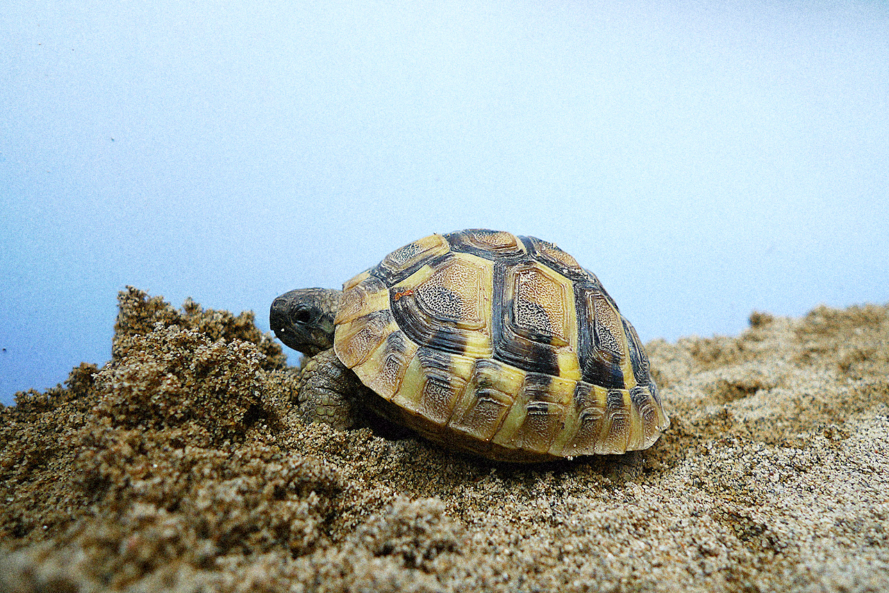 The Real Story Of How The Turtle Got Its Shell - Fast Company
