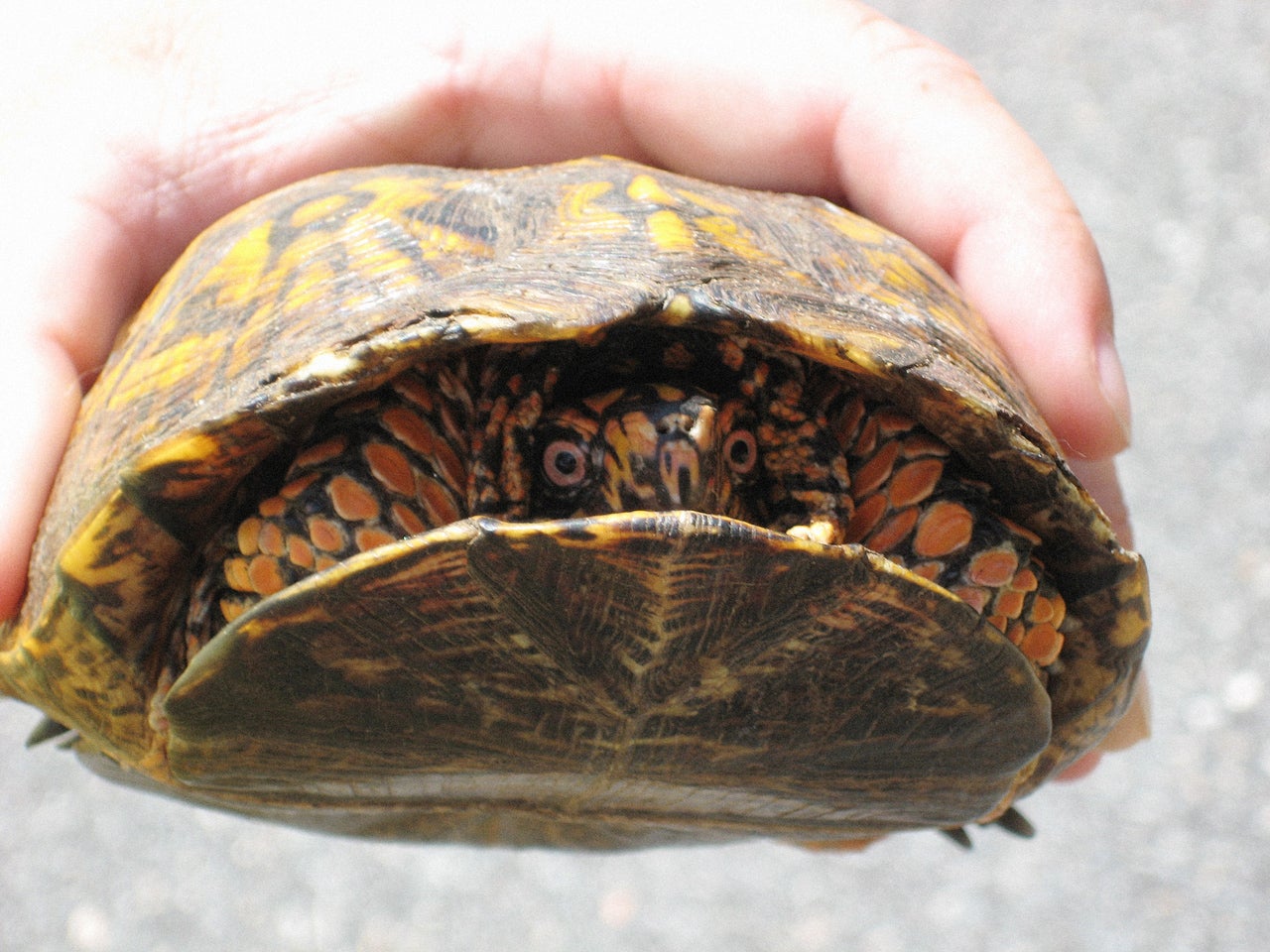 The Real Story Of How The Turtle Got Its Shell - Fast Company