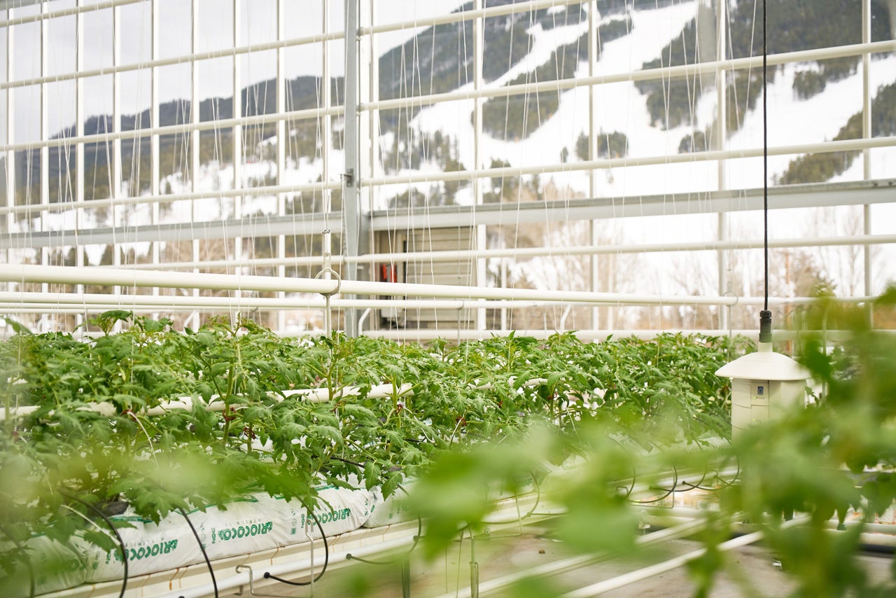 In Cold Wyoming Winters, A New Vertical Farm Keeps Fresh Produce Local ...