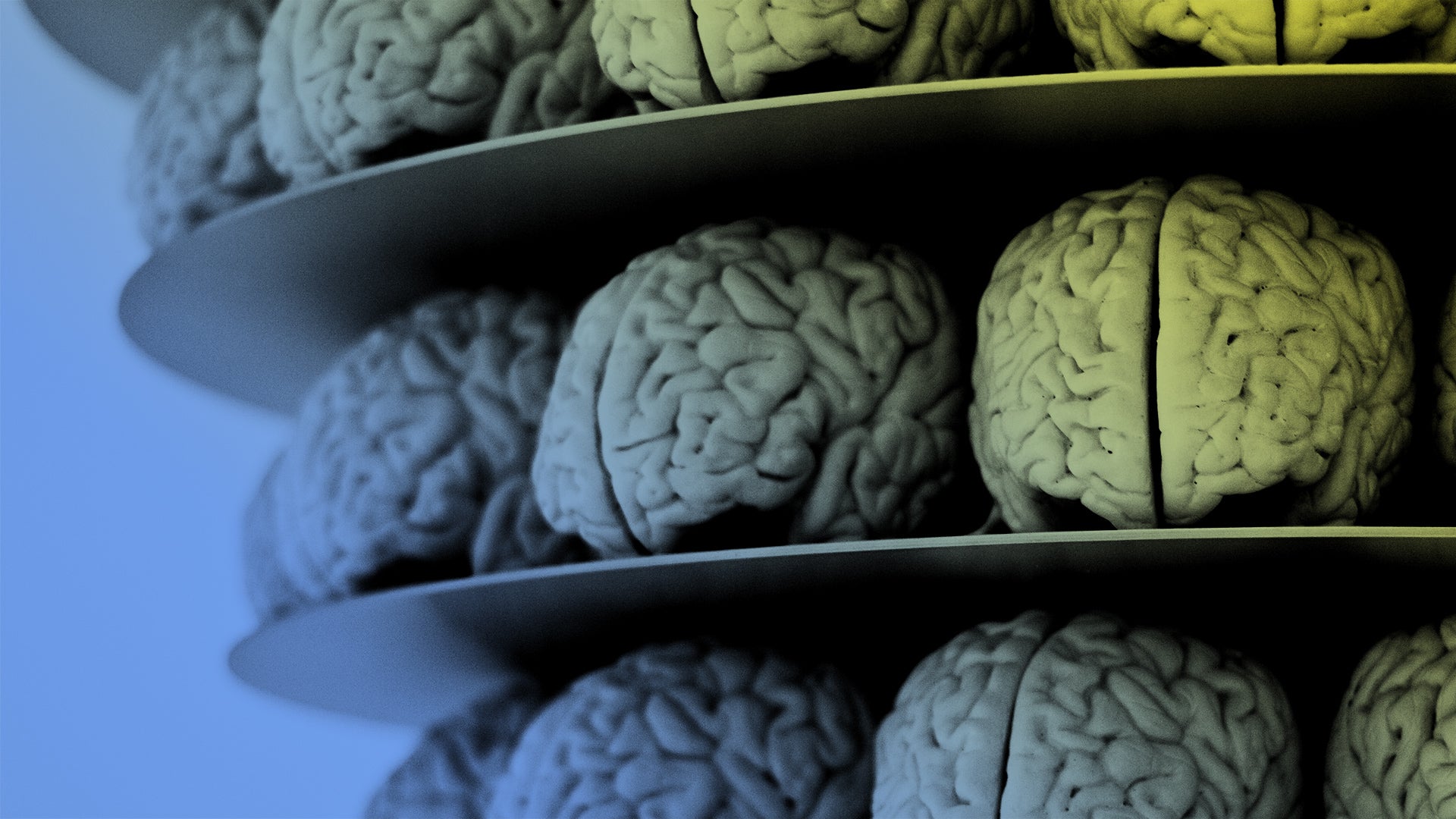 Did Humans' Big Brains Evolve To Make Us Better At Sizing Each Other Up ...