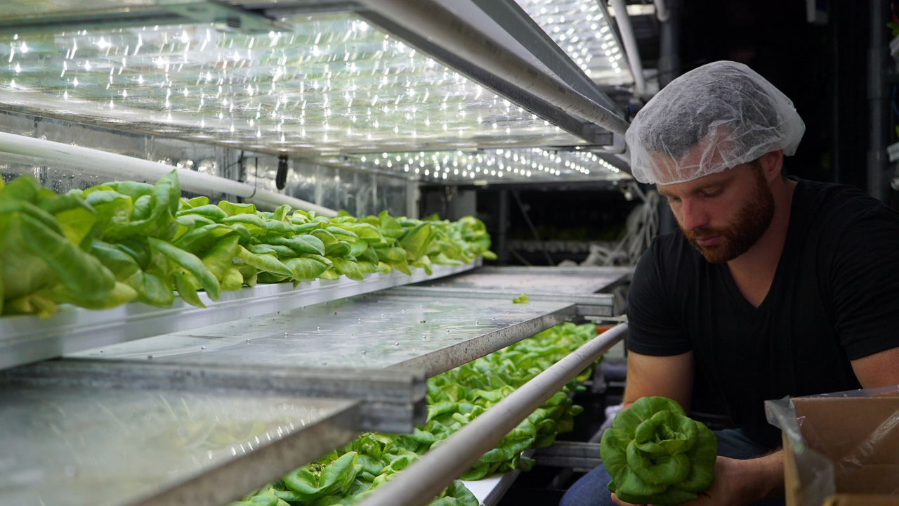Take A 3D Tour Of A Vertical Farm Packed Inside A Shipping Container ...