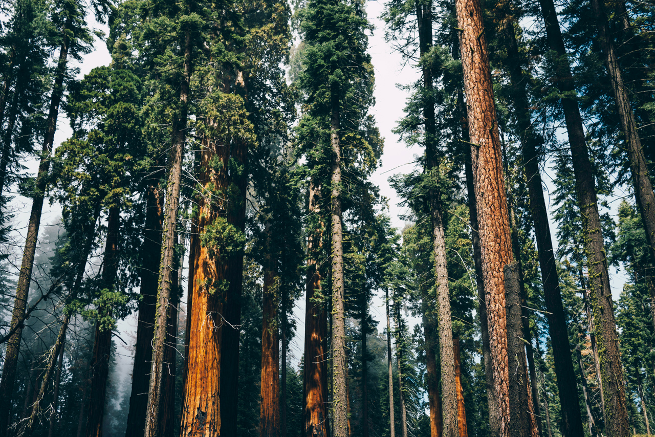 Climate Change Is Slowly Killing Our Iconic National Parks-Can We ...