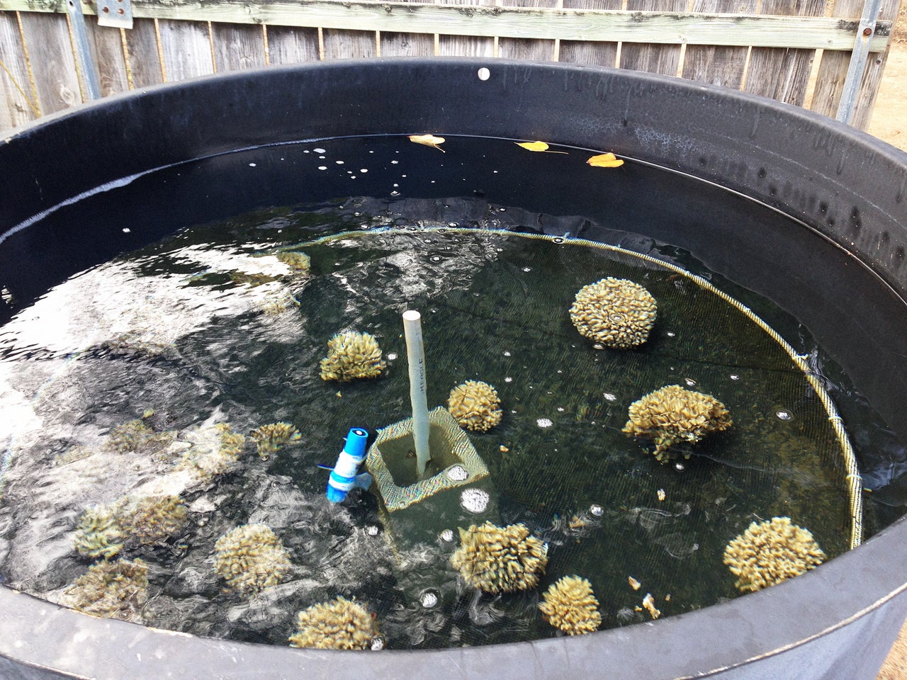 Farming Coral On Land, In Hopes Of Saving Reefs In The Ocean - Fast Company