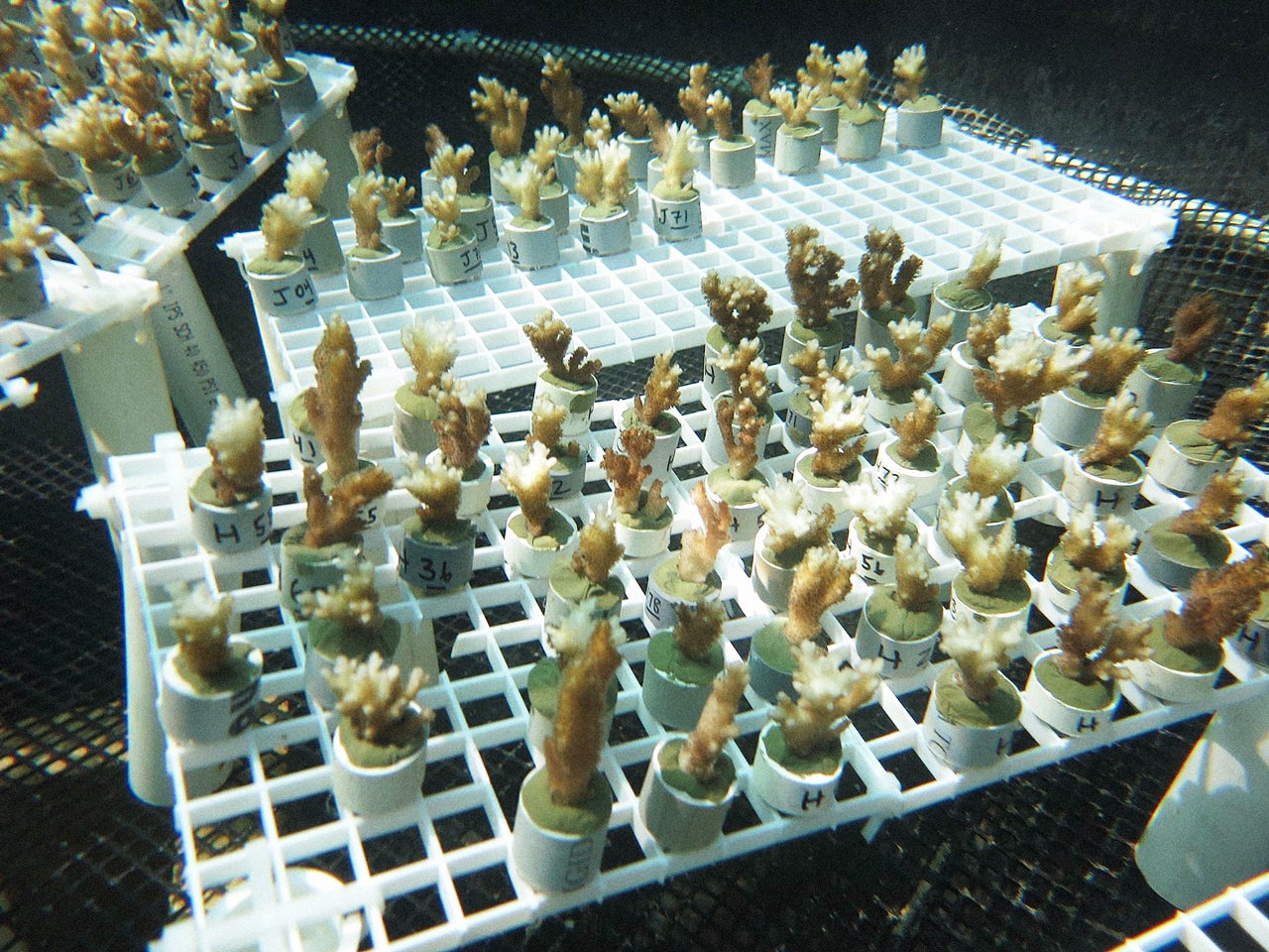 Farming Coral On Land, In Hopes Of Saving Reefs In The Ocean - Fast Company