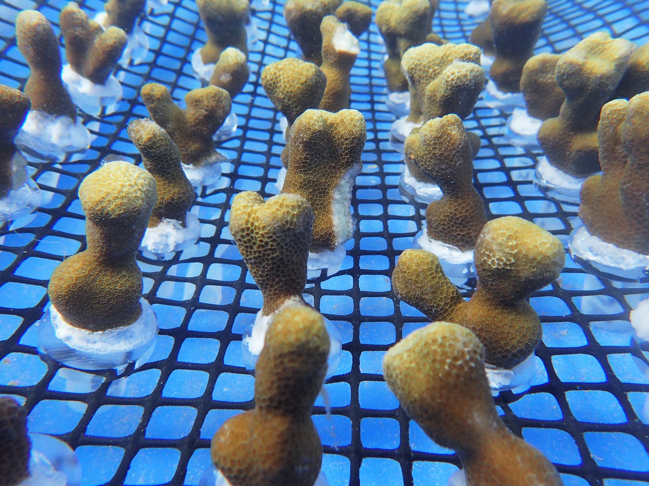 Farming Coral On Land, In Hopes Of Saving Reefs In The Ocean - Fast Company