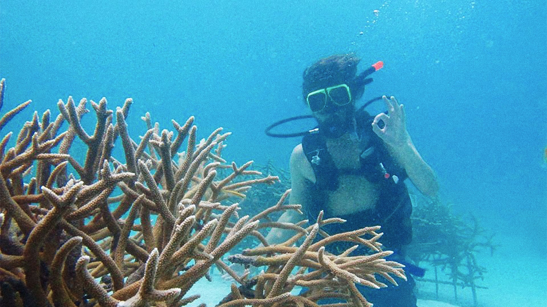 Farming Coral On Land, In Hopes Of Saving Reefs In The Ocean - Fast Company