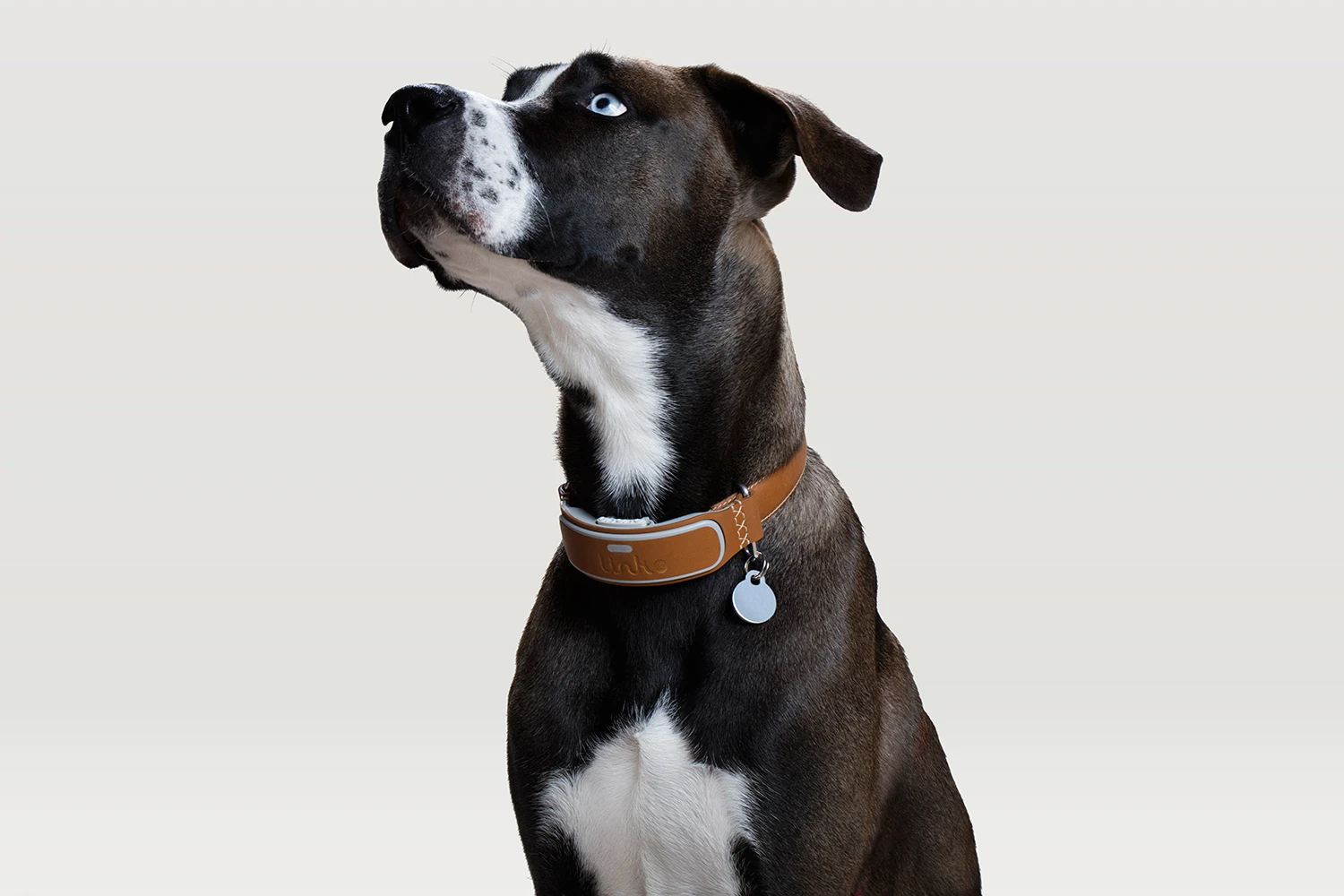 At The American Kennel Club, Wearables Are For The Dogs - Fast Company