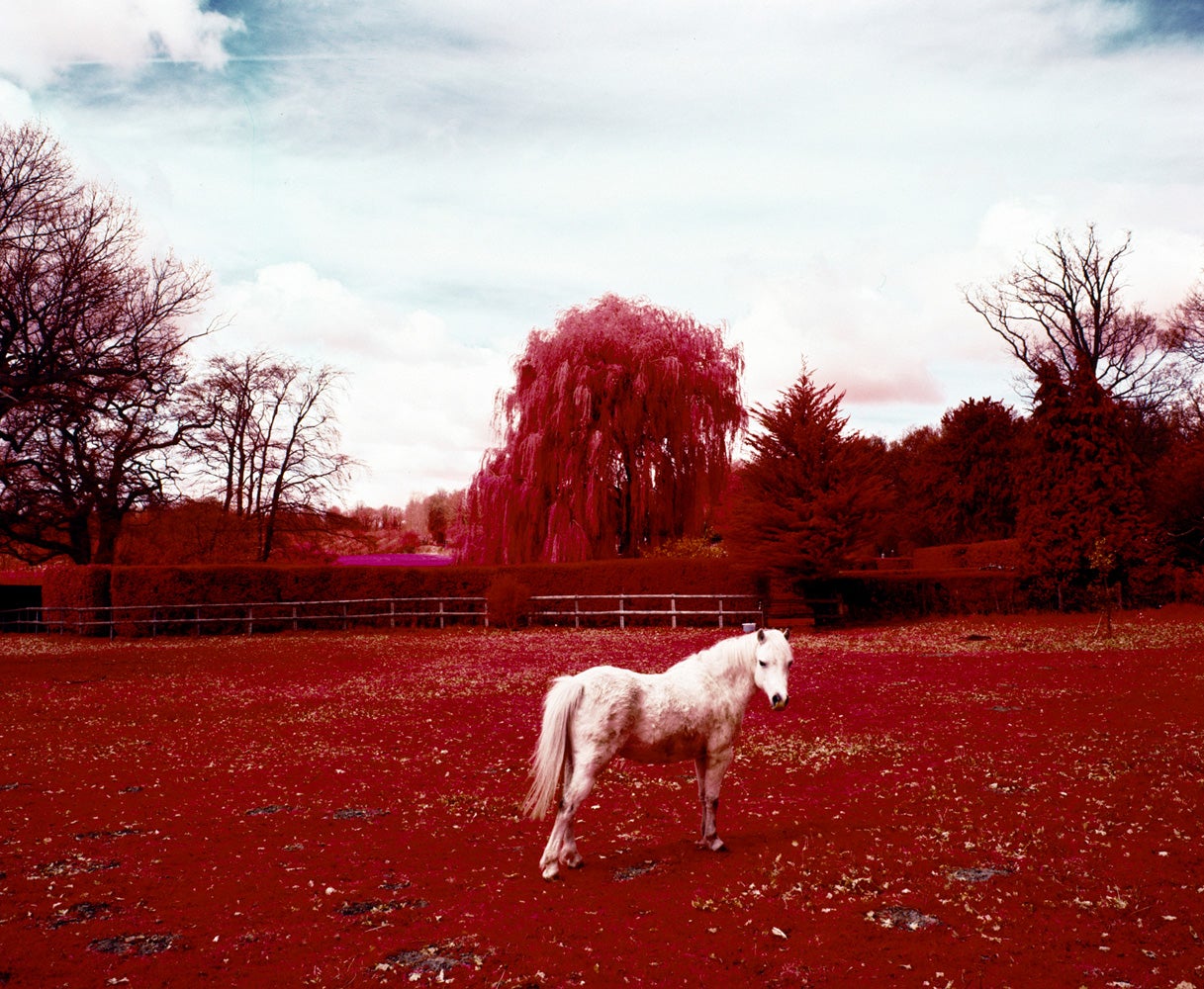 Infrared Photographs Reveal The Secret Worlds Our Eyes Can't See - Fast ...