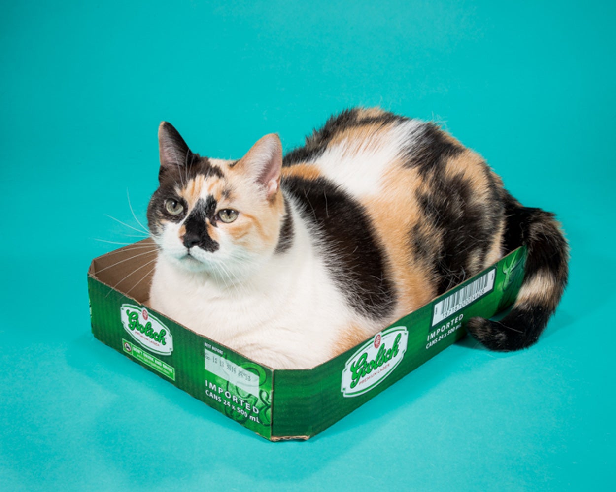 The Adorable Majesty Of Morbidly Obese Cats - Fast Company