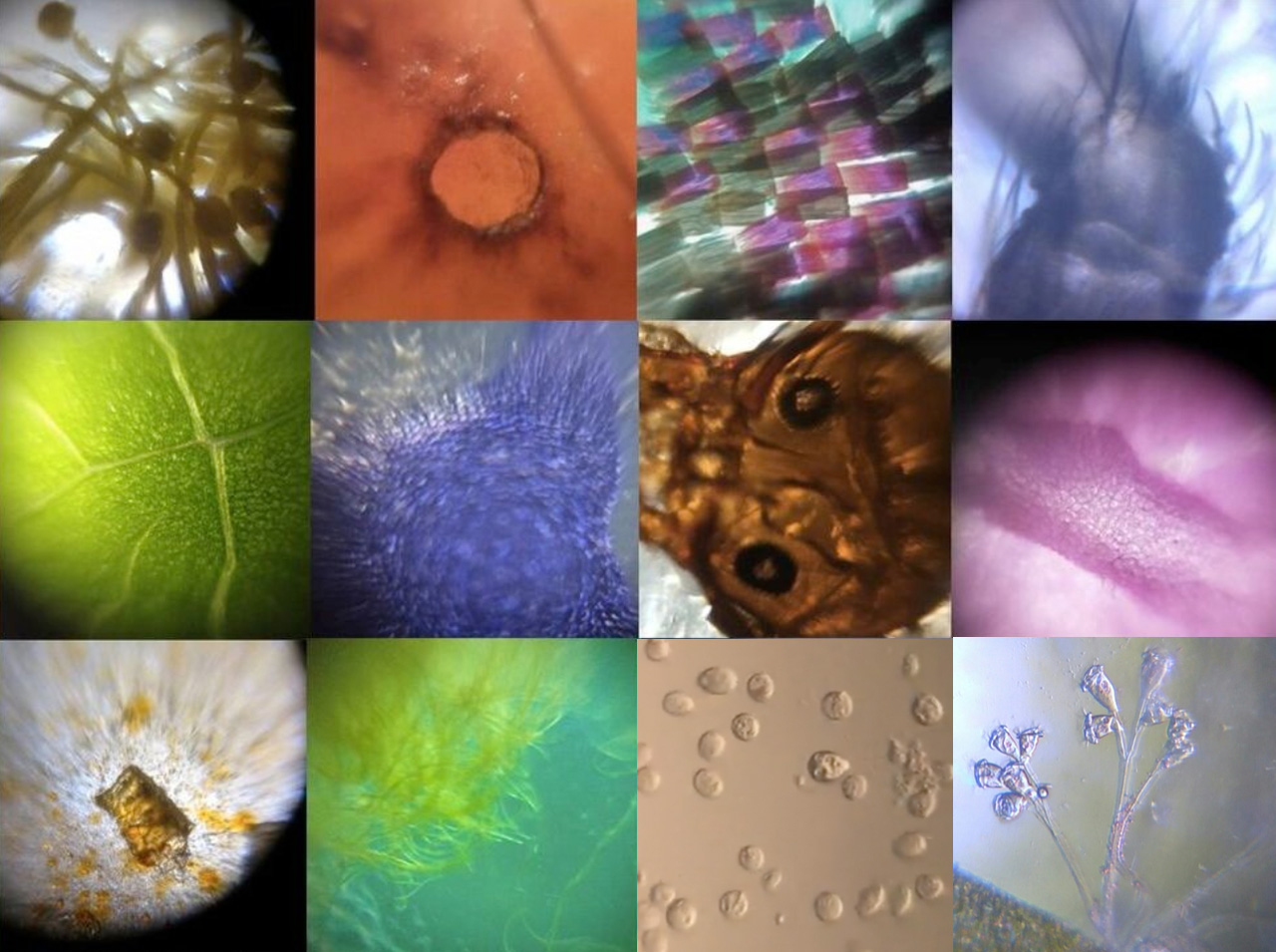 How To Mass Produce A $1 Origami Paper Microscope - Fast Company