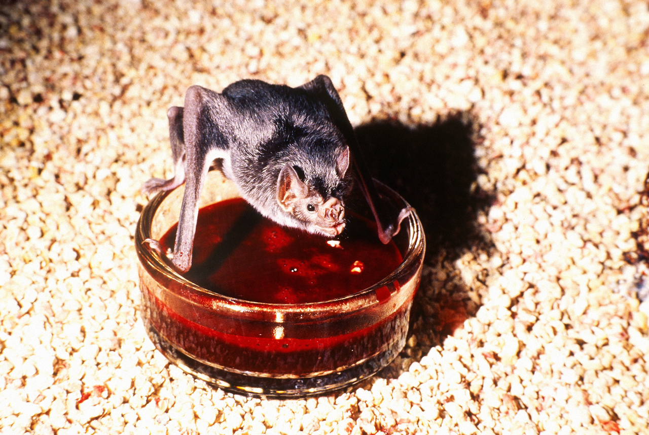 We Destroyed Their Habitat, So Brazilian Vampire Bats Have Started ...