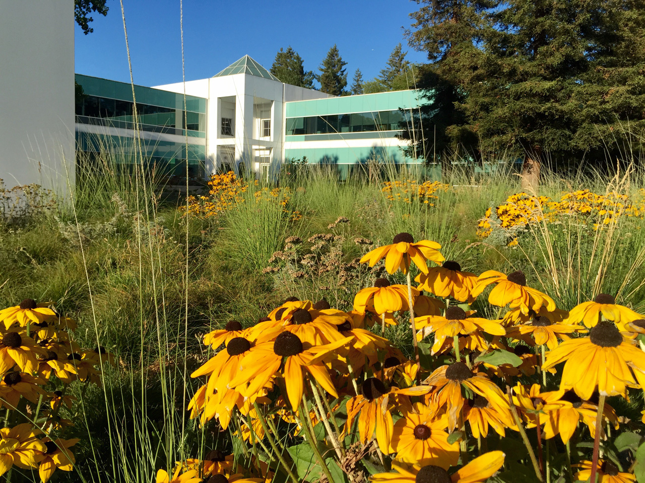 How Google Is Restoring Wildlife Habitats In The Middle Of Silicon ...