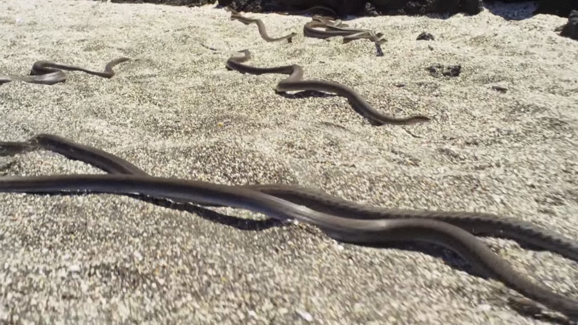Here's The Story Behind That Terrifying Iguana Vs. Snakes "Planet Earth ...