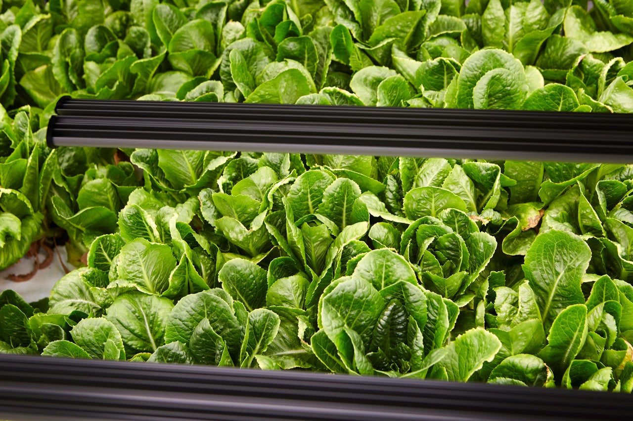 Inside The Vertical Farm Growing What It Calls "The World's First Post ...