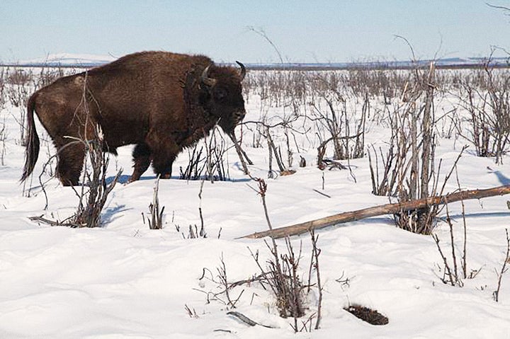 Meet The Father-Son Duo Importing American Bison To Siberia To Save The ...
