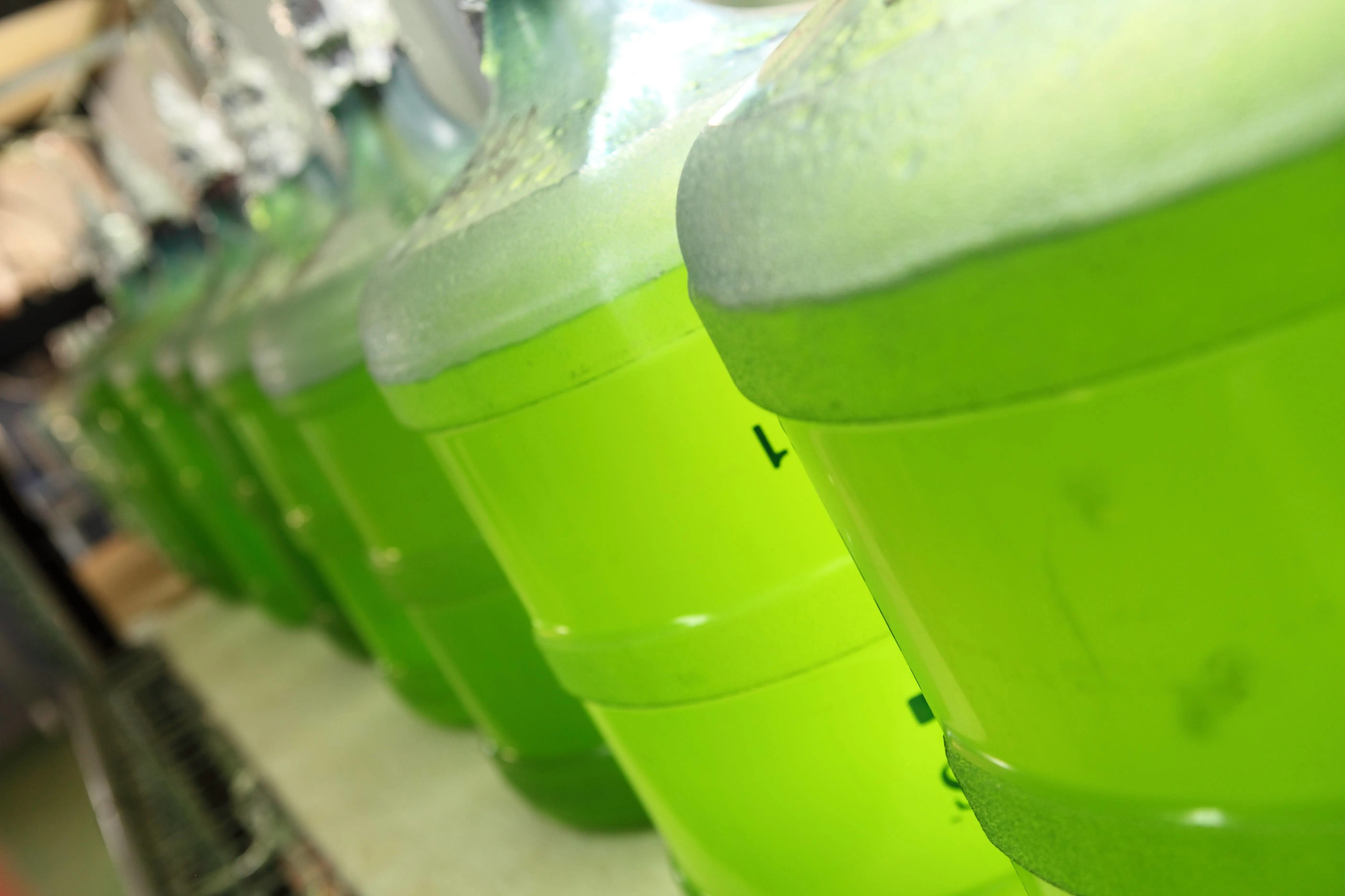 Where's My Algae-Powered Car? - Fast Company