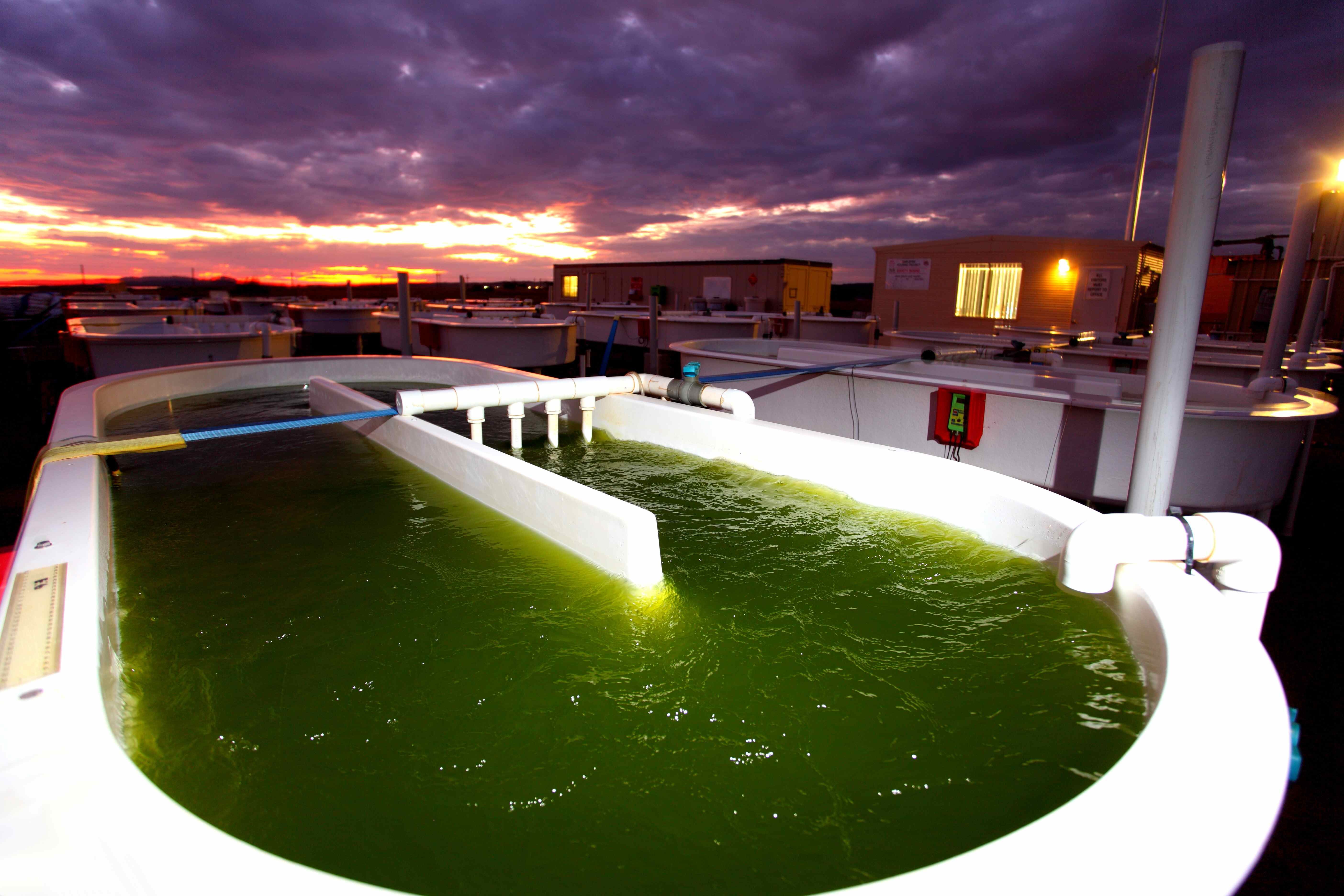 Where's My Algae-Powered Car? - Fast Company