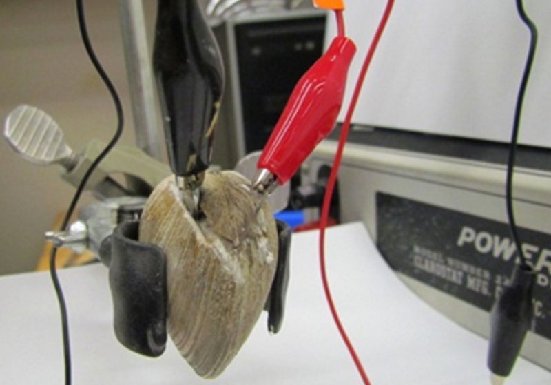 Electric Clams Pave The Way For Turning The Human Body Into A Power ...