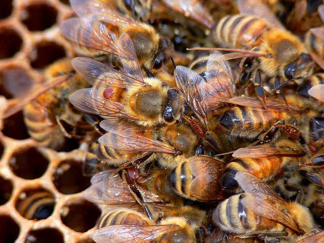 Super Bees Could Save Us From A Food Crisis - Fast Company