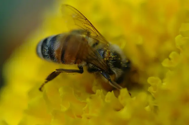 Are Cell Phones Killing The Bees? [Updated] - Fast Company