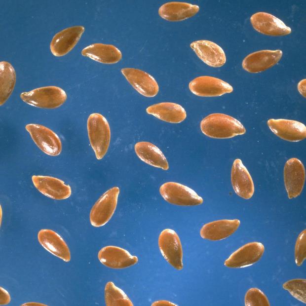 Flax For Victory? Super Seed Bumps Hemp - Fast Company