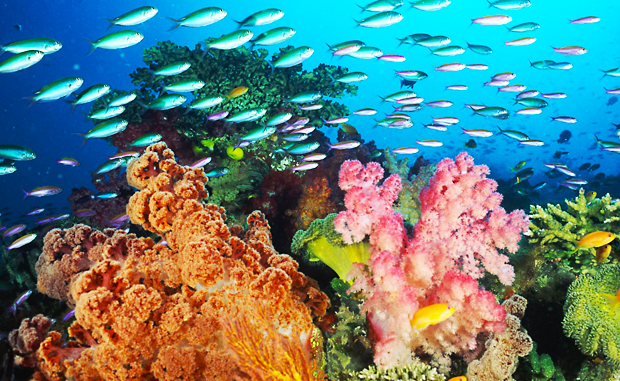 Mark Eakin: 2010 is a Bad Year for Coral Reefs Around the World - Fast ...