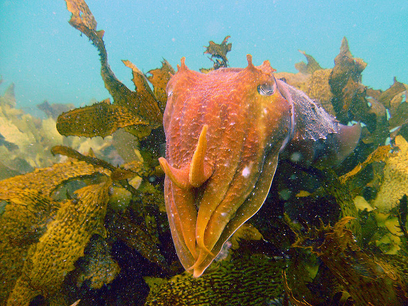 Project Squid Skin: Pentagon Gives $6 Million to Mimic Marine Life ...
