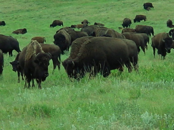 Follow the Buffalo - Fast Company