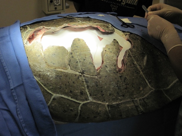 Bringing An Injured Sea Turtle Back To Life With Human Tissue ...