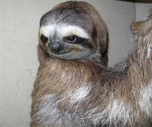What You Can Learn From a Pooping Sloth - Fast Company