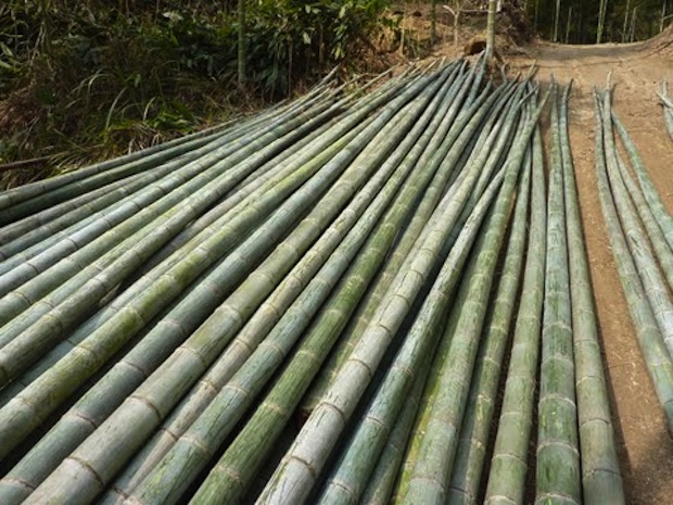 Dell's Bamboo Packaging Is Now Compostable Too - Fast Company